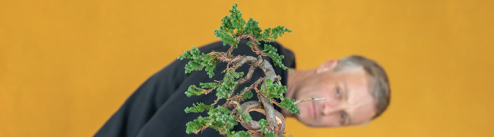 Bonsai Artist In Residence - National Arboretum
