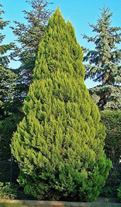 Forest 65 - Lawson Cypress - National Arboretum