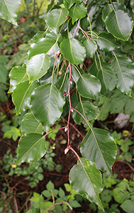 Pyrus Calleryana Leaf