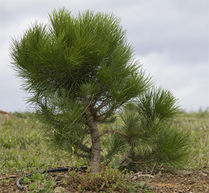 Forest 56 - Stone Pine - National Arboretum